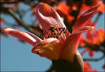 Shalmali (Silk Cotton Tree) - Medicinal Properties | Ayurvedic herb