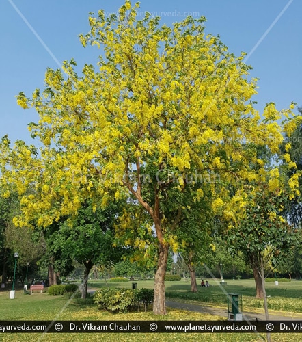 Amaltas (Cassia Fistula) - Uses, Benefits, Properties & Dosage