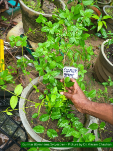 Gurmar (Gymnema Sylvestre) - Uses and Benefits