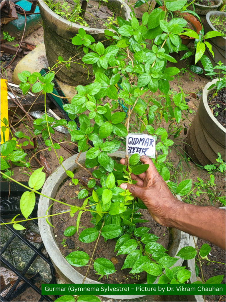Gurmar (Gymnema Sylvestre) - Uses and Benefits