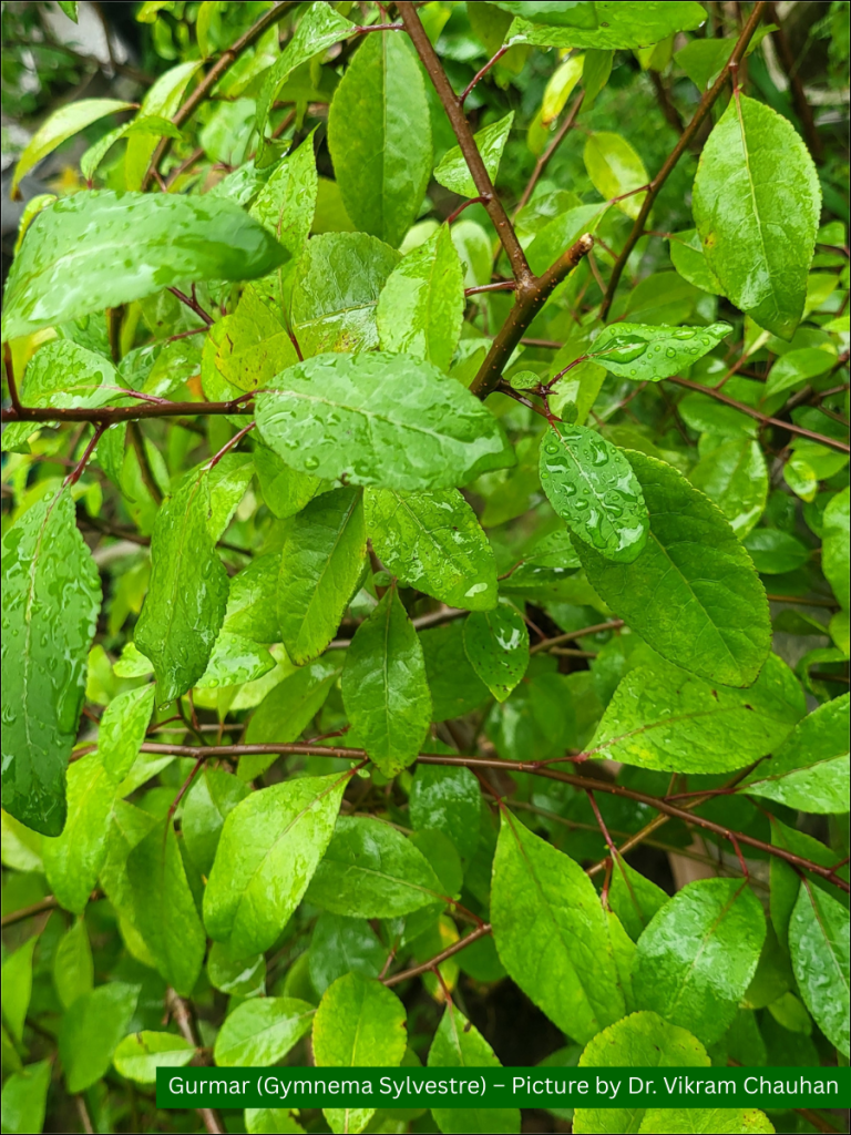 Gurmar (Gymnema Sylvestre) - Uses and Benefits