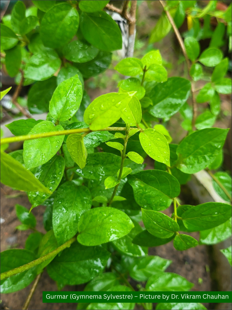 Gurmar (Gymnema Sylvestre) - Uses and Benefits