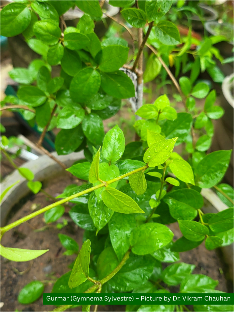 Gurmar (Gymnema Sylvestre) - Uses and Benefits