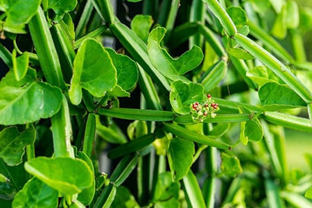 Hadjod (Cissus Quadrangularis) - Uses, Benefits & Properties