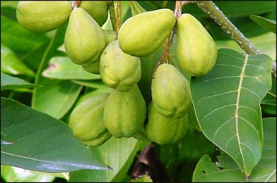 Haritaki, Harad - Terminalia chebula Uses, Benefits, Dosage & Properties