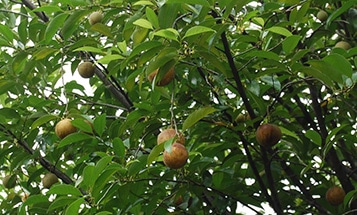 Jatiphala, Nutmeg (Myristica fragrans) - Jaiphal Uses, Benefits & Dosage
