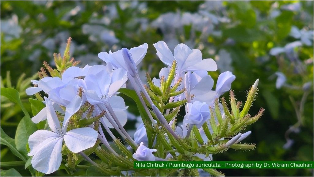 Nila Chitrak (Plumbago Auriculata) - Uses, Health Benefits, Medicinal ...