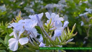 Nila Chitrak (Plumbago Auriculata) - Uses, Health Benefits, Medicinal ...