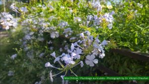 Nila Chitrak (Plumbago Auriculata) - Uses, Health Benefits, Medicinal ...