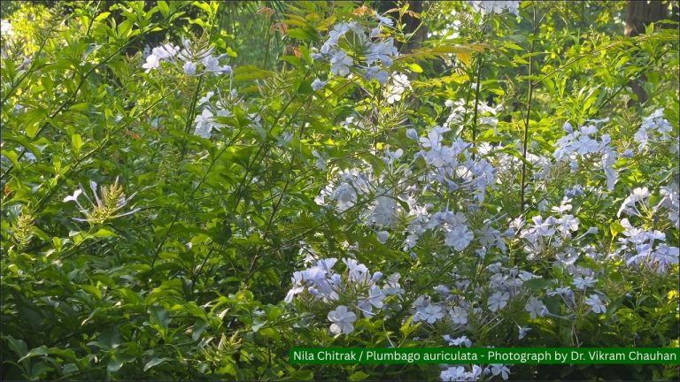 Nila Chitrak (Plumbago Auriculata) - Uses, Health Benefits, Medicinal ...