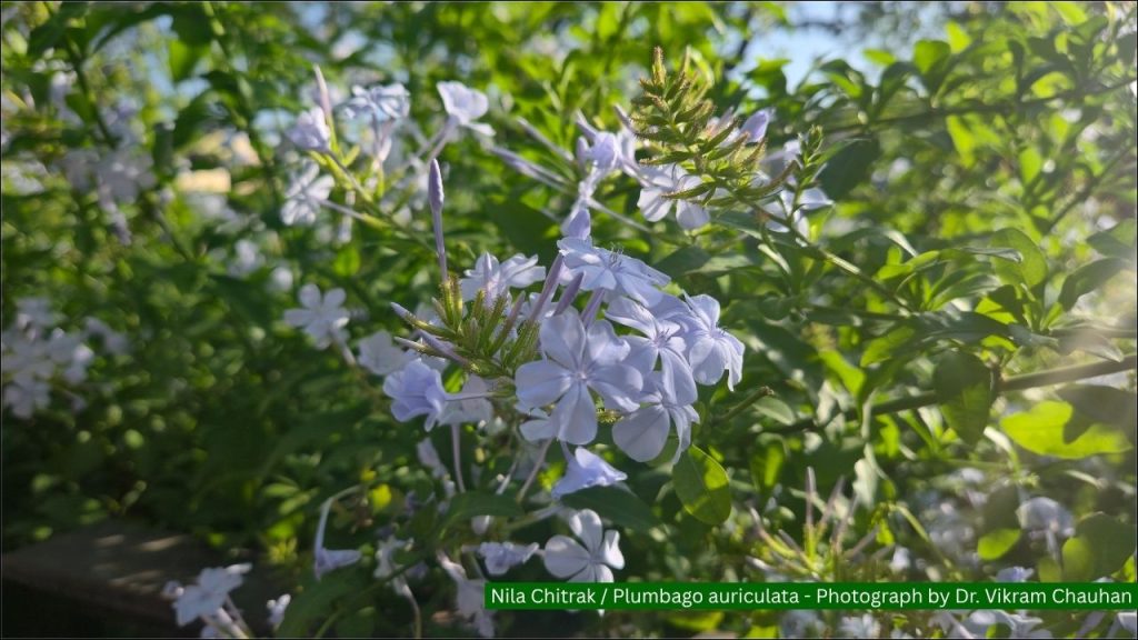 Nila Chitrak (Plumbago Auriculata) - Uses, Health Benefits, Medicinal ...
