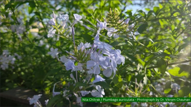 Nila Chitrak (Plumbago Auriculata) - Uses, Health Benefits, Medicinal ...