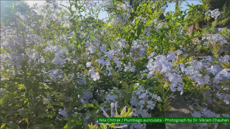 Nila Chitrak (Plumbago Auriculata) - Uses, Health Benefits, Medicinal ...