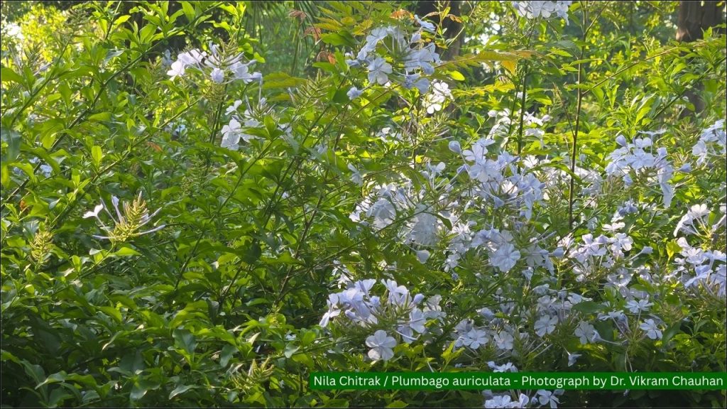 Nila Chitrak (Plumbago Auriculata) - Uses, Health Benefits, Medicinal ...