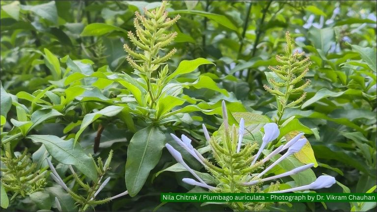 Nila Chitrak (Plumbago Auriculata) - Uses, Health Benefits, Medicinal ...