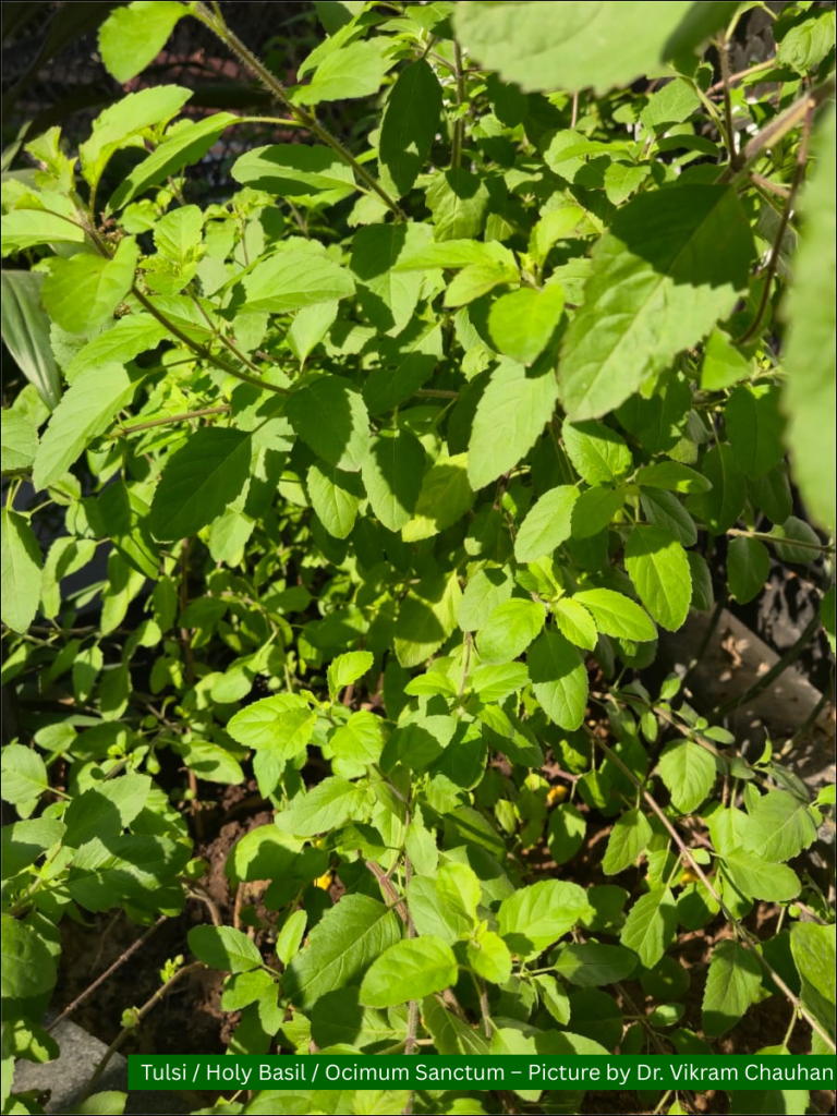 Tulsi (Ocimum Sanctum) - Uses, Benefits, Properties & Dosage