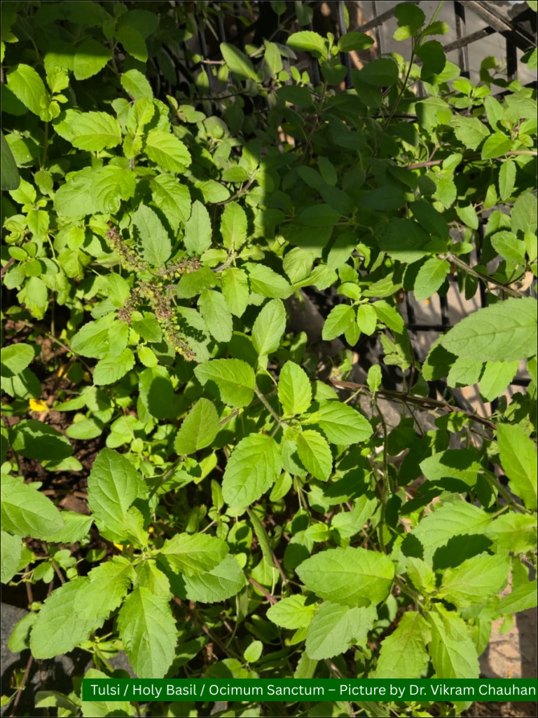 Tulsi (Ocimum Sanctum) - Uses, Benefits, Properties & Dosage