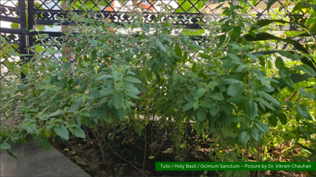 Tulsi (Ocimum Sanctum) - Uses, Benefits, Properties & Dosage