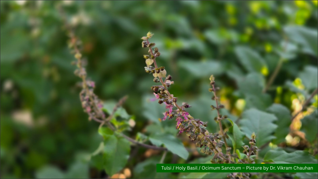 Tulsi (Ocimum Sanctum) - Uses, Benefits, Properties & Dosage