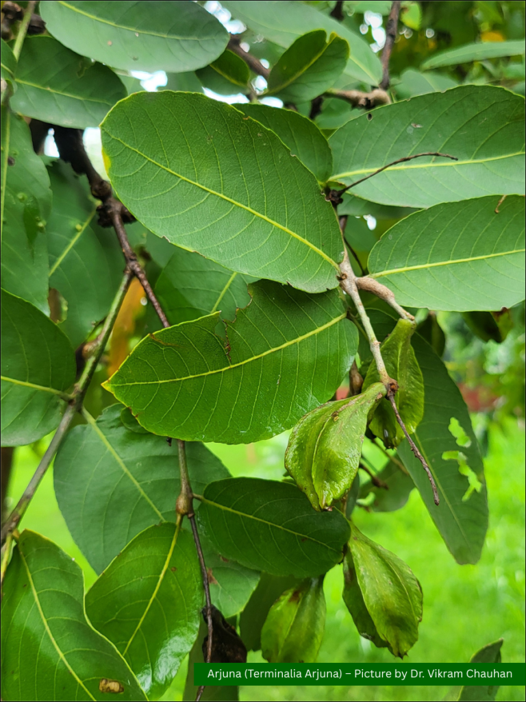 Arjuna (Terminalia Arjuna) - Properties, Benefits, Uses & Dosage
