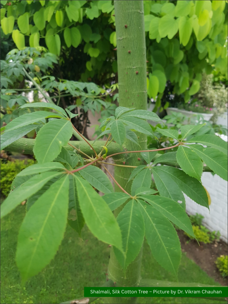 Shalmali, Silk Cotton Tree (Salmalia malabarica) - Properties, Benefits ...