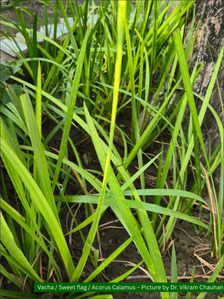 Vacha, Sweet flag (Acorus Calamus) - Uses, Benefits, Dosage and Properties