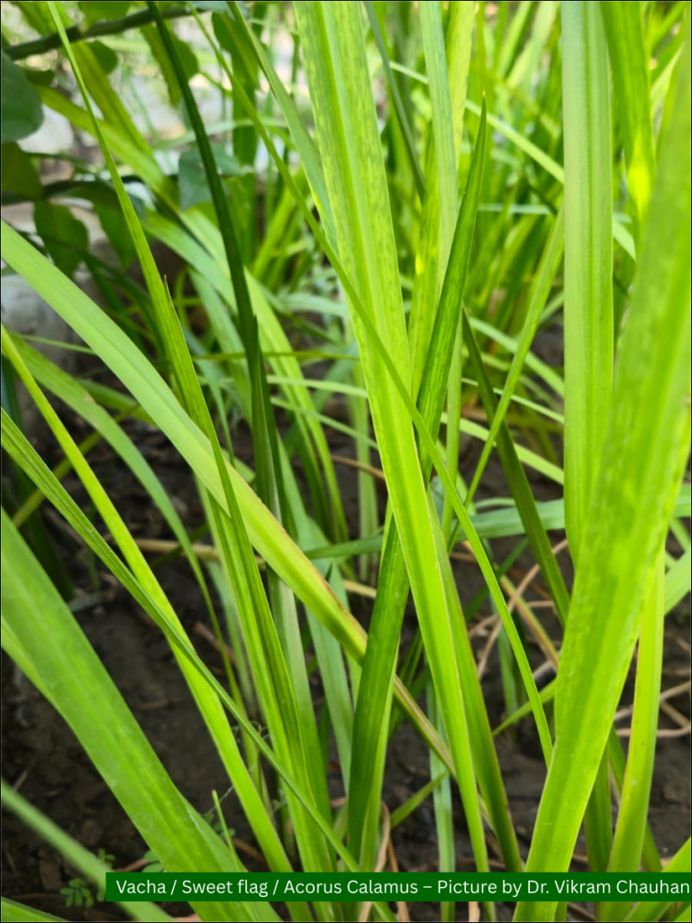 Vacha, Sweet flag (Acorus Calamus) - Uses, Benefits, Dosage and Properties