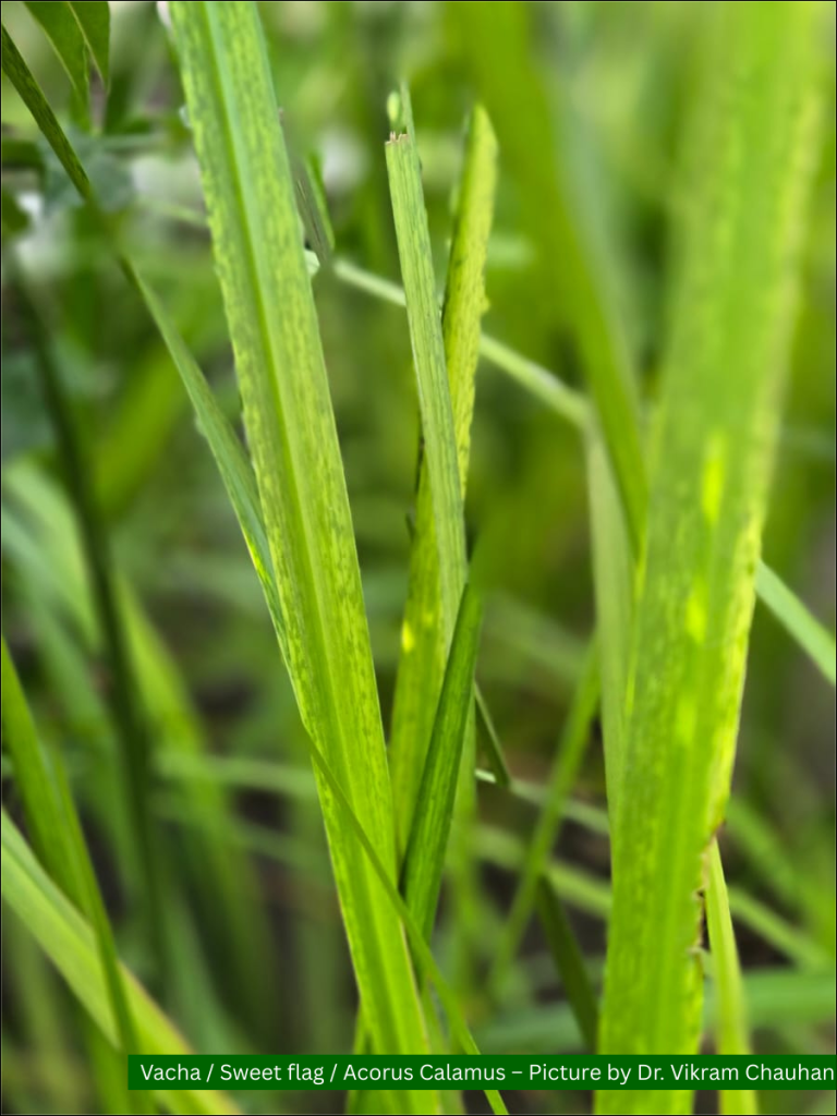 Vacha, Sweet flag (Acorus Calamus) - Uses, Benefits, Dosage and Properties