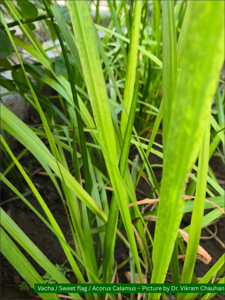 Vacha, Sweet flag (Acorus Calamus) - Uses, Benefits, Dosage and Properties