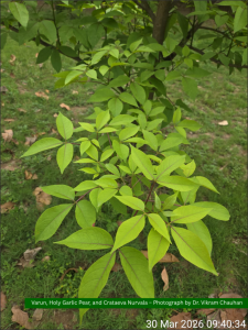 Varuna (Crataeva nurvala) - Properties, Benefits & Dosage