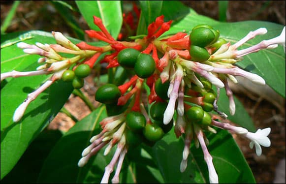 Sarpagandha in Ayurveda: Natural Solution for Hypertension