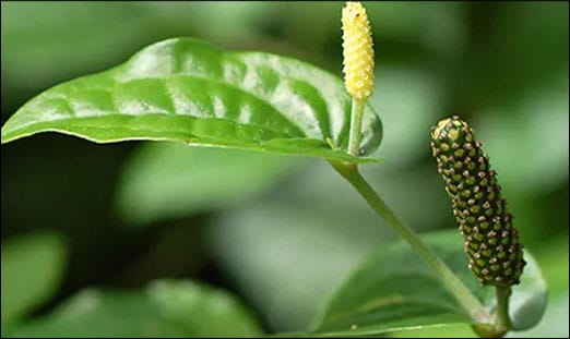 Pippali: Ayurvedic Secrets and Therapeutic Wonders
