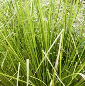 Ushira (Vetiveria zizanoides) - Best Pitta Pacifying Herbal Remedy