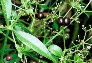 Manjistha (Rubia cordifolia) - Health Benefits, Uses, Dosage