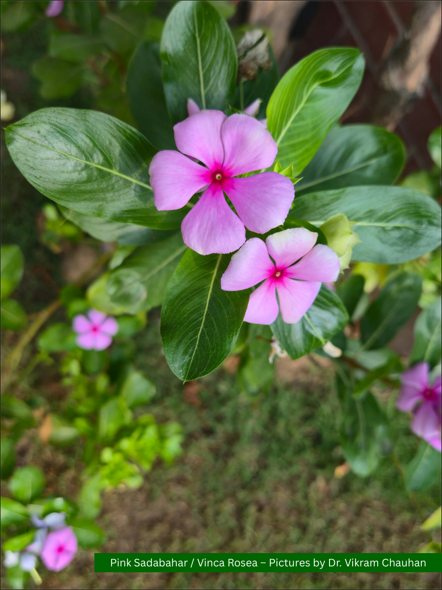 What are Health Benefits of Madagascar Periwinkle / Sadabahar