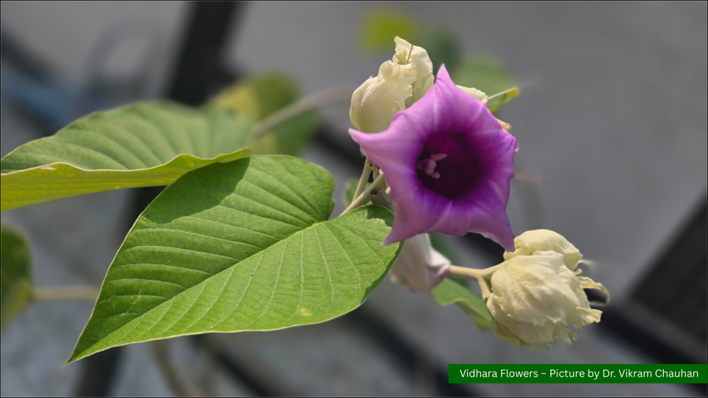 Vidhara /Argyreia nervosa (Burm. f.) – Ayurvedic Uses & Benefits