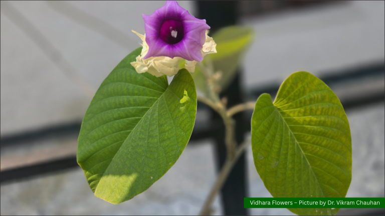 Vidhara /Argyreia nervosa (Burm. f.) – Ayurvedic Uses & Benefits
