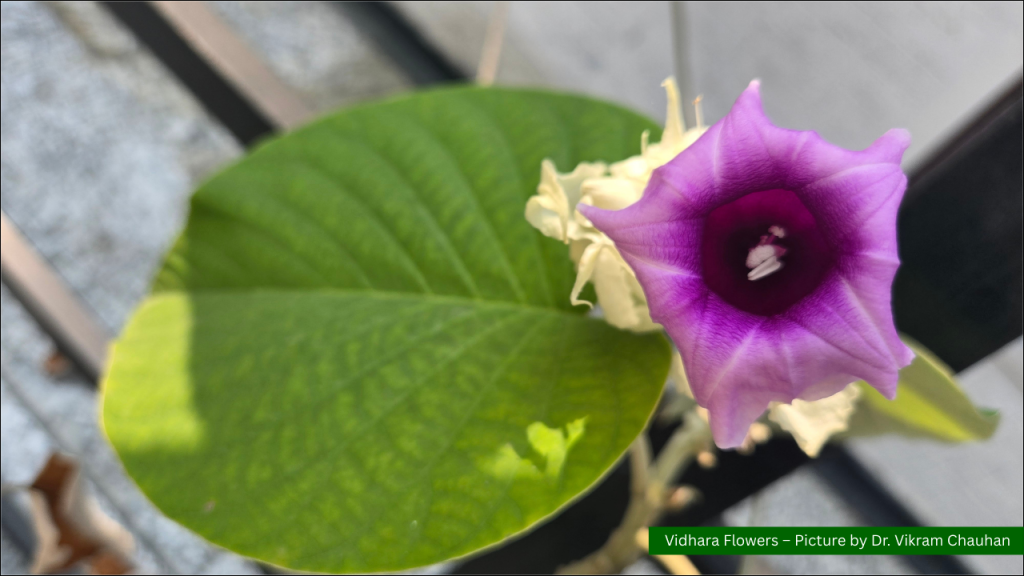 Vidhara /Argyreia nervosa (Burm. f.) – Ayurvedic Uses & Benefits