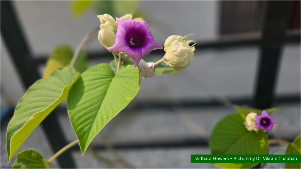Vidhara /Argyreia nervosa (Burm. f.) – Ayurvedic Uses & Benefits