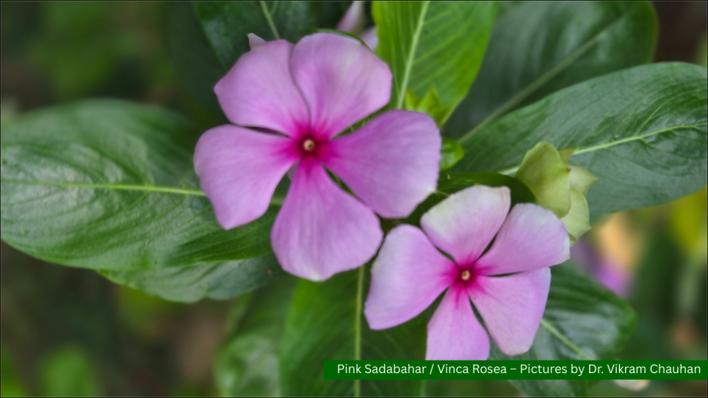 What are Health Benefits of Madagascar Periwinkle / Sadabahar