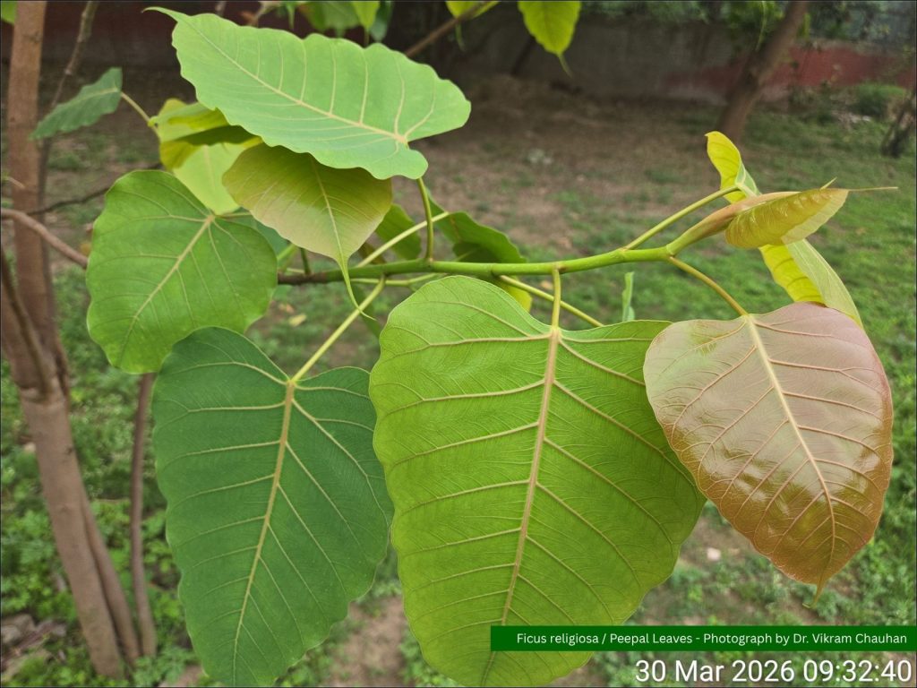 Ficus religiosa / Peepal / Bodhi Tree / Ashvattha – Properties